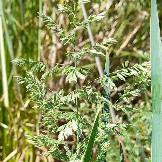 Poa Iridifolia Care Guide: Water, Soil & Propagation - Plantiary