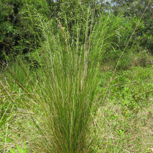 Poa Tussockgrass (Poa Labillardierei) Care Guide: Water, Soil ...