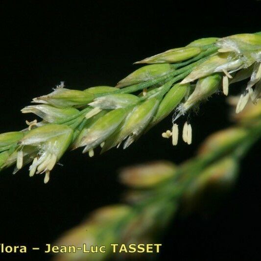 Lax Bluegrass (Poa Laxa) Plant Care & How to Grow, Water