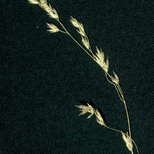 Marsh Bluegrass (Poa Leptocoma) Care Guide: Water, Soil & Propagation ...