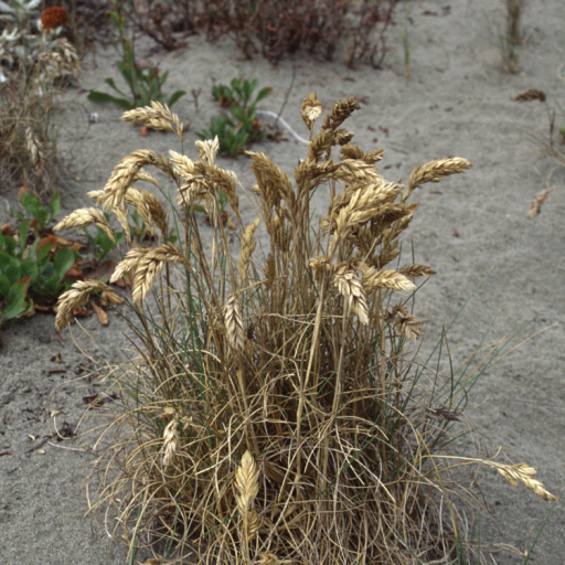 Sand-Dune Blue Grass (Poa Macrantha) Plant Care & How to Grow, Water