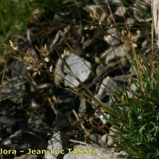 Poa Molinerii Plant Care & How to Grow, Water