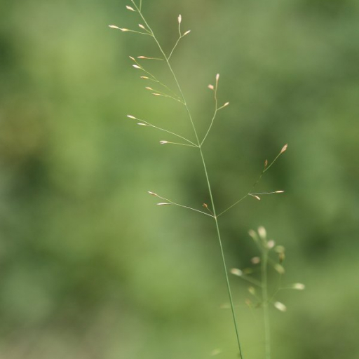 Fowl Bluegrass (Poa Palustris) Plant Care & How to Grow, Water
