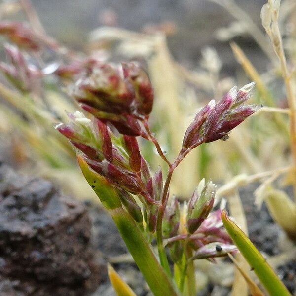 Poa Pauciflora Care Guide: Water, Soil & Propagation - Plantiary
