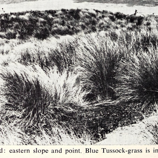 Tussock Poa (Poa Poiformis) Plant Care & How to Grow, Water