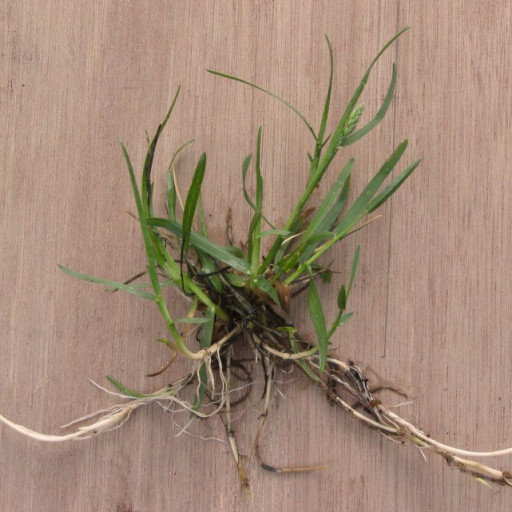 Kentucky Bluegrass (Poa Pratensis) Plant Care & How to Grow, Water