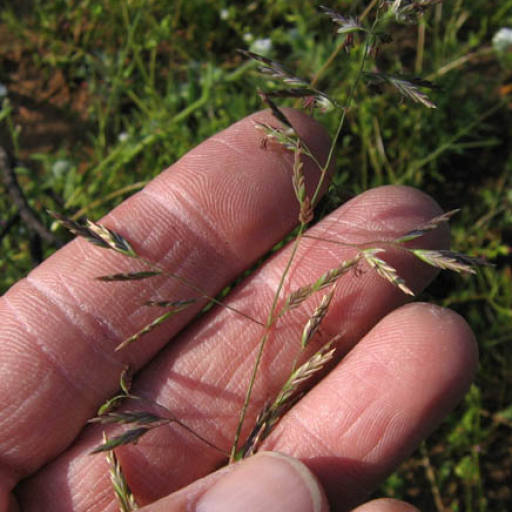 Sandberg's Bluegrass (Poa Secunda) Plant Care & How to Grow, Water