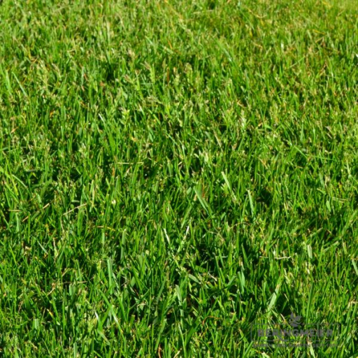 Supina Bluegrass (Poa Supina) Plant Care & How to Grow, Water