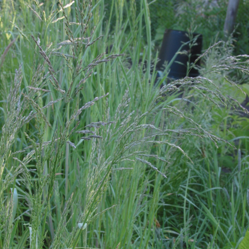 Rough Meadow-Grass (Poa Trivialis) Plant Care & How to Grow, Water