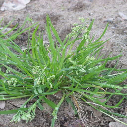Meadow-Grasses (Poa) Plant Care & How to Grow, Water