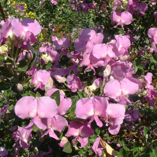 Sweetpea Bush (Podalyria Calyptrata) Plant Care & How to Grow, Water