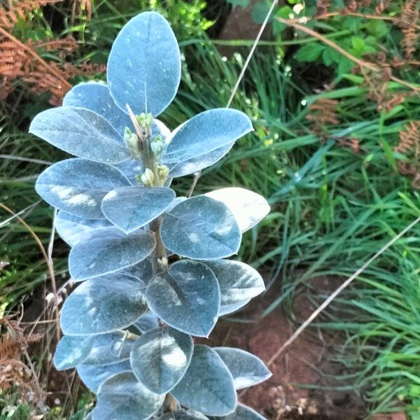 Silver Podalyria (Podalyria Sericea) Care Guide: Water, Soil ...