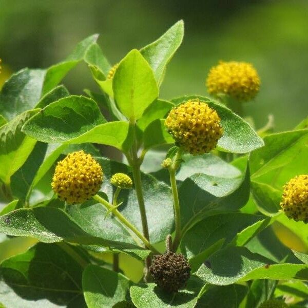 Podanthus Mitiqui Plant Care & How to Grow, Water
