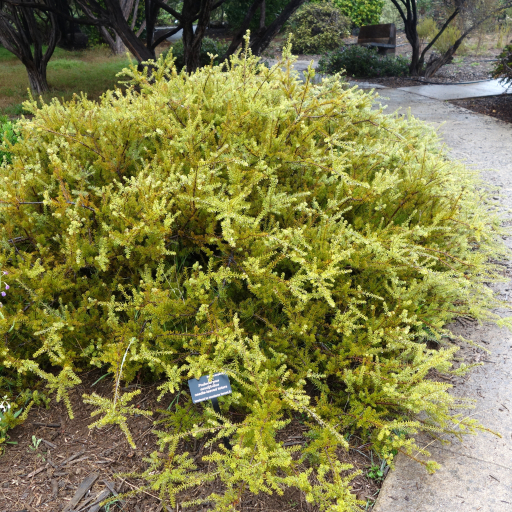 Needle Leaved Totara (Podocarpus Acutifolius) Care Guide: Water, Soil ...