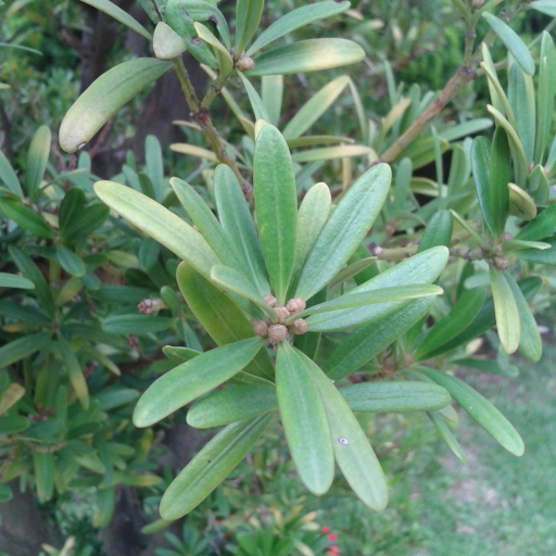 Arius (Podocarpus Costalis) Plant Care & How to Grow, Water