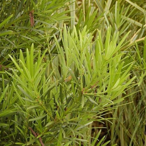 Podocarpus Decumbens Care Guide: Water, Soil & Propagation - Plantiary