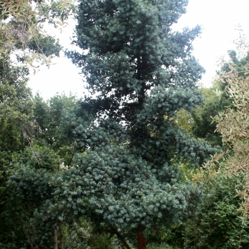 Breede River Yellowwood (Podocarpus Elongatus) Plant Care & How to Grow ...