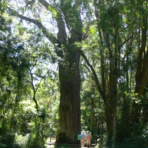 Podocarpus Falcatus Plant Care & How to Grow, Water