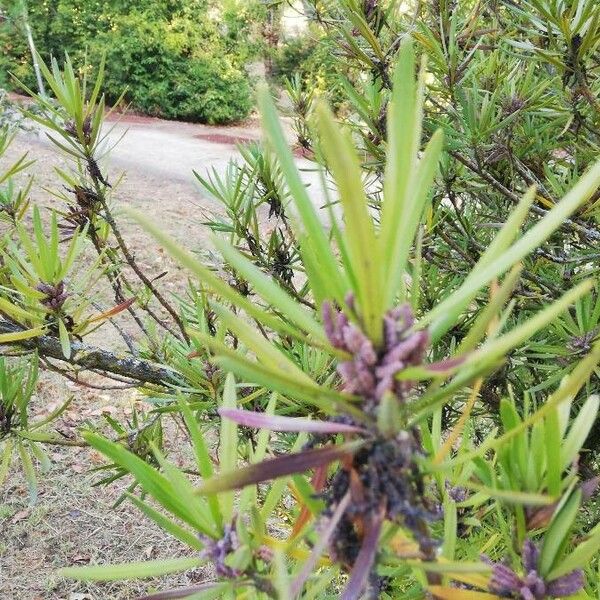 Podocarpus Novae-caledoniae Care Guide: Water, Soil & Propagation ...