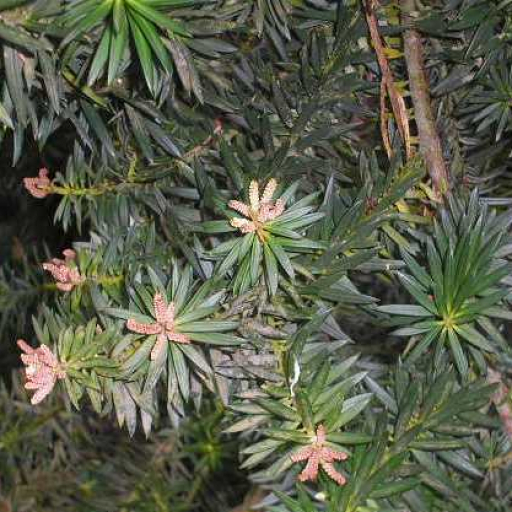 Chilean Totara (Podocarpus Nubigenus) Plant Care & How to Grow, Water