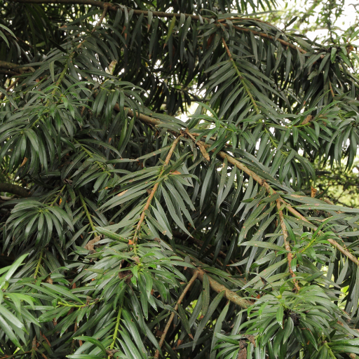 Olive-Leaf Podoberry (Podocarpus Oleifolius) Care Guide: Water, Soil ...