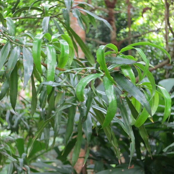 Podocarpus Rumphii Plant Care & How to Grow, Water