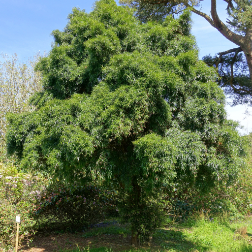 Willow Podocarp (Podocarpus Salignus) Care Guide: Water, Soil ...