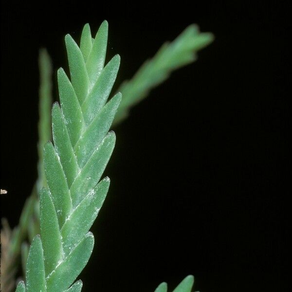 Podochilus Falcatus Plant Care & How to Grow, Water