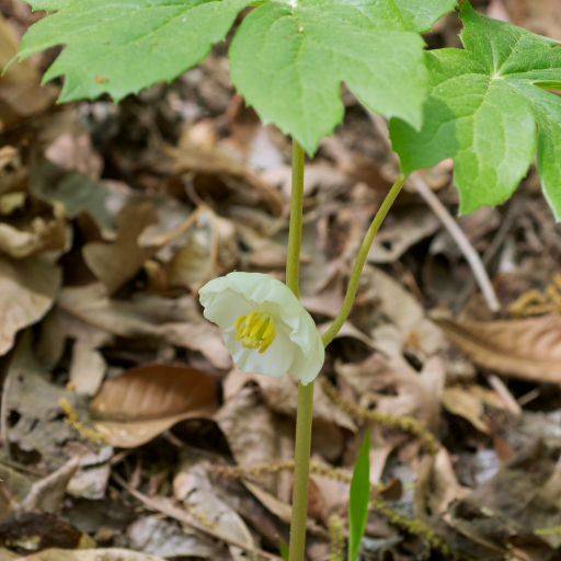Mayapple (Podophyllum Peltatum) Plant Care & How to Grow, Water