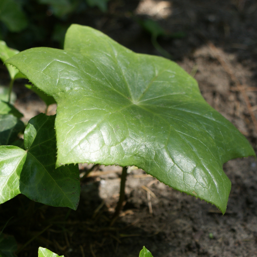 Chinese May Apple (Podophyllum Pleianthum) Care Guide: Water, Soil ...