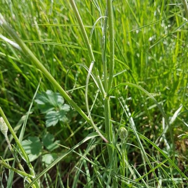 Purple-Flowered Vipergrass (Podospermum Purpureum) Plant Care & How to ...