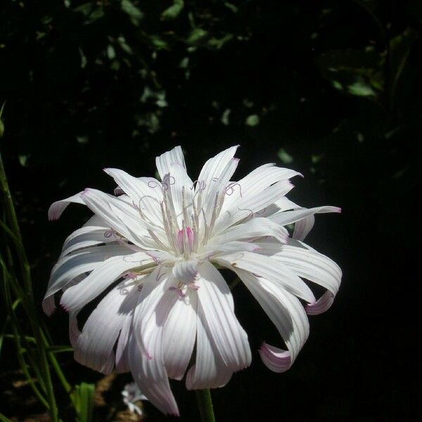 Podospermum Roseum Plant Care & How to Grow, Water