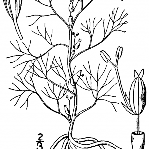 Horn-Leaf Riverweed (Podostemum Ceratophyllum) Plant Care & How to Grow ...