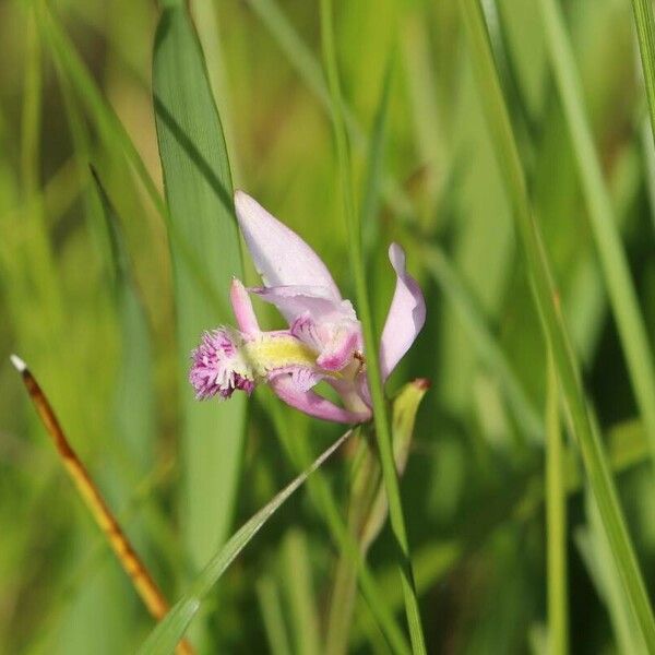 Asian Pogonia (Pogonia Japonica) Plant Care & How to Grow, Water