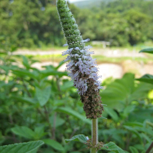 Pogostemon Auricularius Plant Care & How to Grow, Water