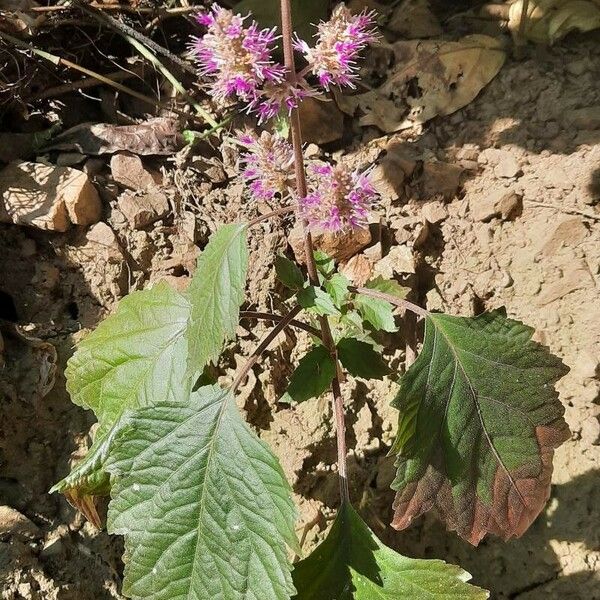 Bengal Pogostemon (Pogostemon Benghalensis) Plant Care & How to Grow, Water