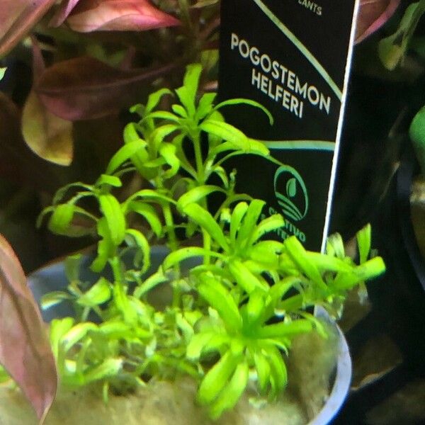 Pogostemon Helferi Plant Care & How to Grow, Water