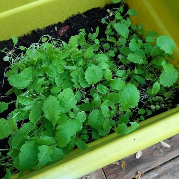 Indian Patchouli (Pogostemon Heyneanus) Plant Care & How to Grow, Water