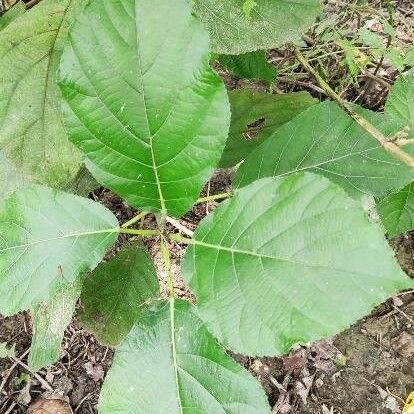 Akar Murah (Poikilospermum Suaveolens) Plant Care & How to Grow, Water