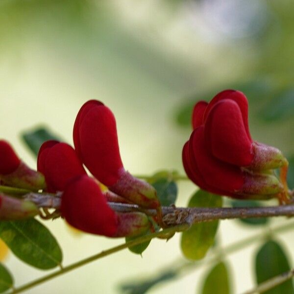 Caribwood (Poitea Carinalis) Care Guide: Water, Soil & Propagation ...