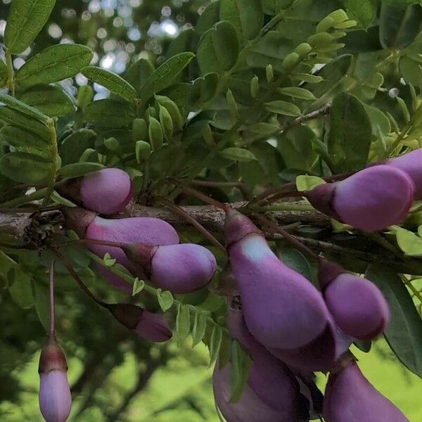 Wattapama (Poitea Florida) Care Guide: Water, Soil & Propagation ...