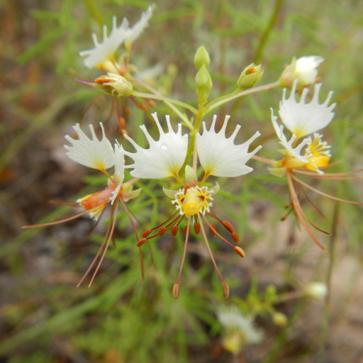 Polanisia Erosa Plant Care & How to Grow, Water