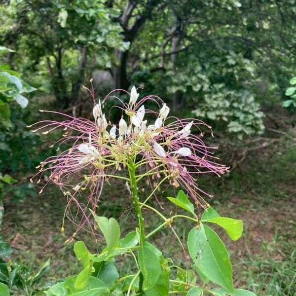 Mexican Clammyweed (Polanisia Uniglandulosa) Plant Care & How to Grow ...