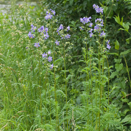 Jacob'S Ladder (Polemonium Caeruleum) Plant Care & How to Grow, Water