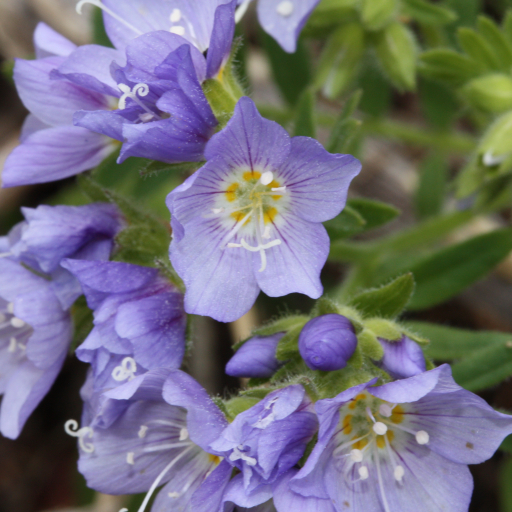 Moving Polemonium (Polemonium Californicum) Plant Care & How to Grow, Water