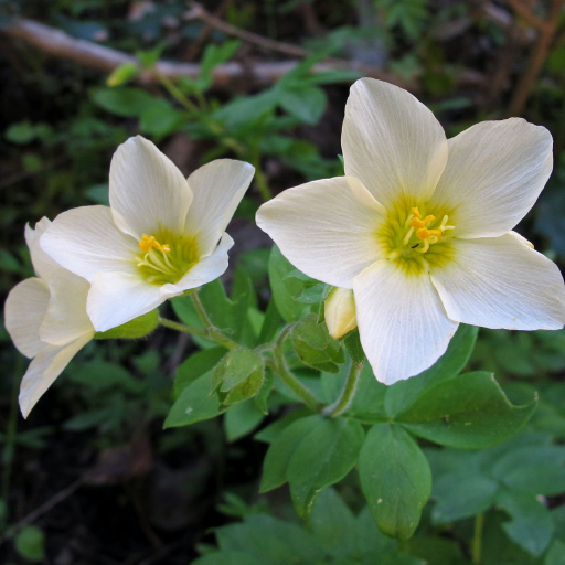 Oregon Polemonium (Polemonium Carneum) Plant Care & How to Grow, Water