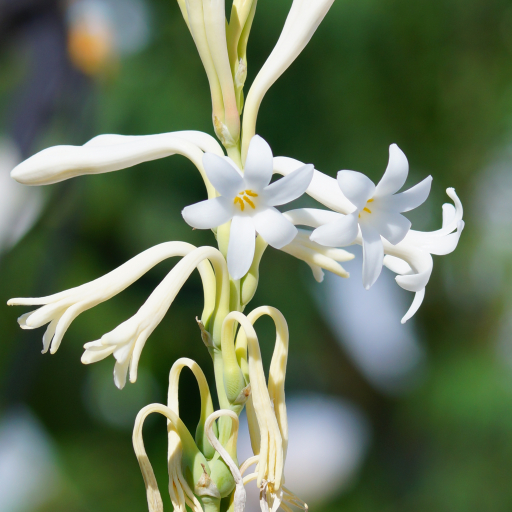Tuberose (Polianthes Tuberosa) Plant Care & How to Grow, Water