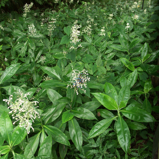 Horse Chestnut (Aesculus Hippocastanum) Plant Care & How to Grow, Water