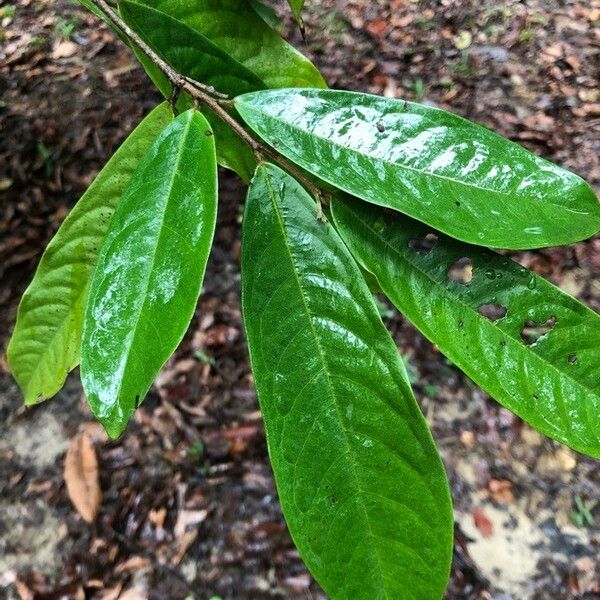 Polyalthia Cinnamomea Plant Care & How to Grow, Water