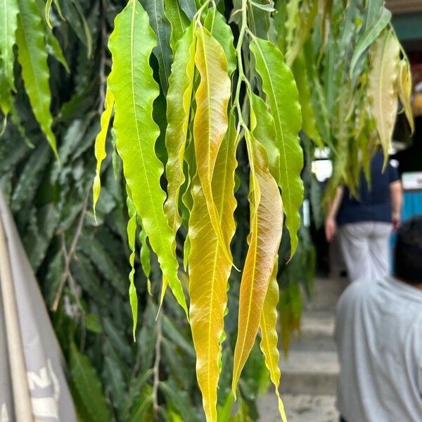 Polyalthia Longipedicellata Plant Care & How to Grow, Water